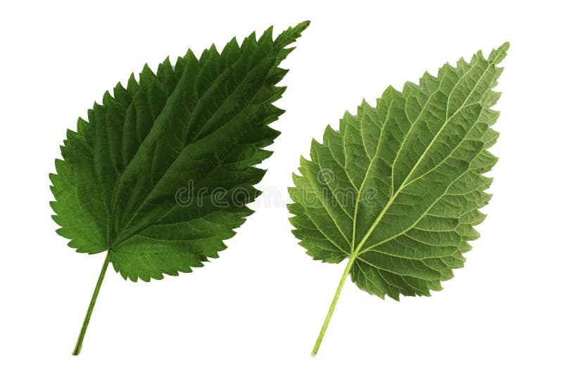 Two Green Leaf Nettle Isolated on White Background, Top and Bottom Side ...