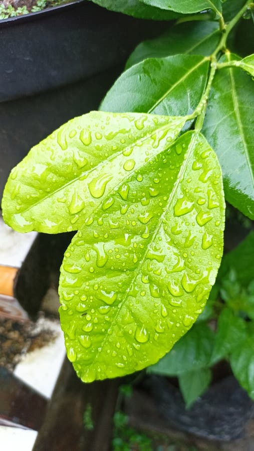 Two Green Leaf from the Same Tree Stock Image - Image of vegetable ...