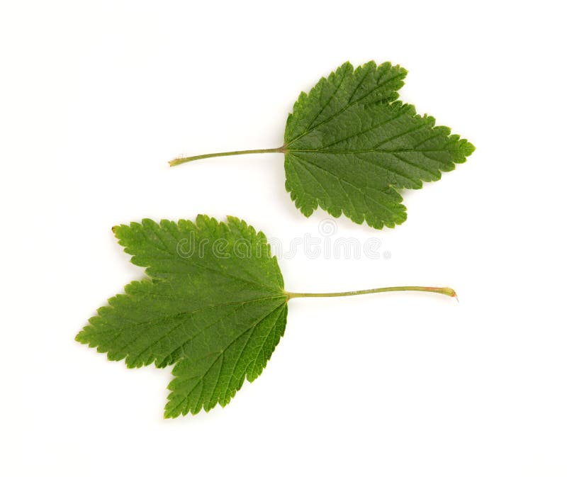 Two green leaves stock photo. Image of studio, green - 10900844