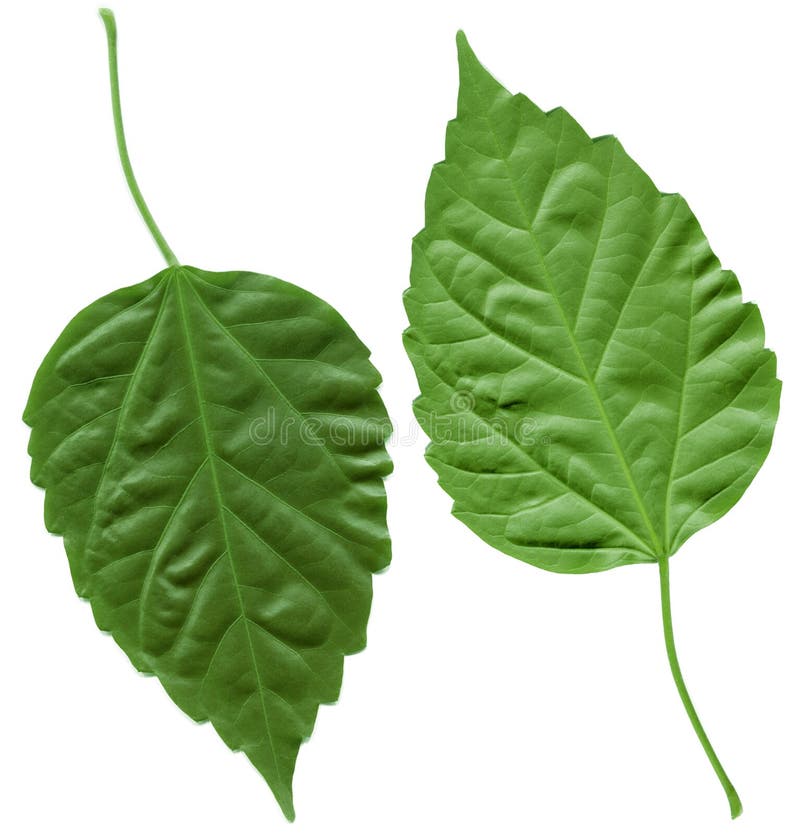 Isolated green leaf stock photo. Image of pattern, botany - 2793344
