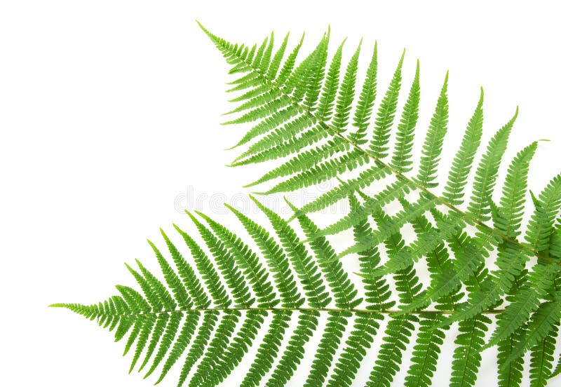 Green fern leaf stock photo. Image of nature, curve, herb - 35210948