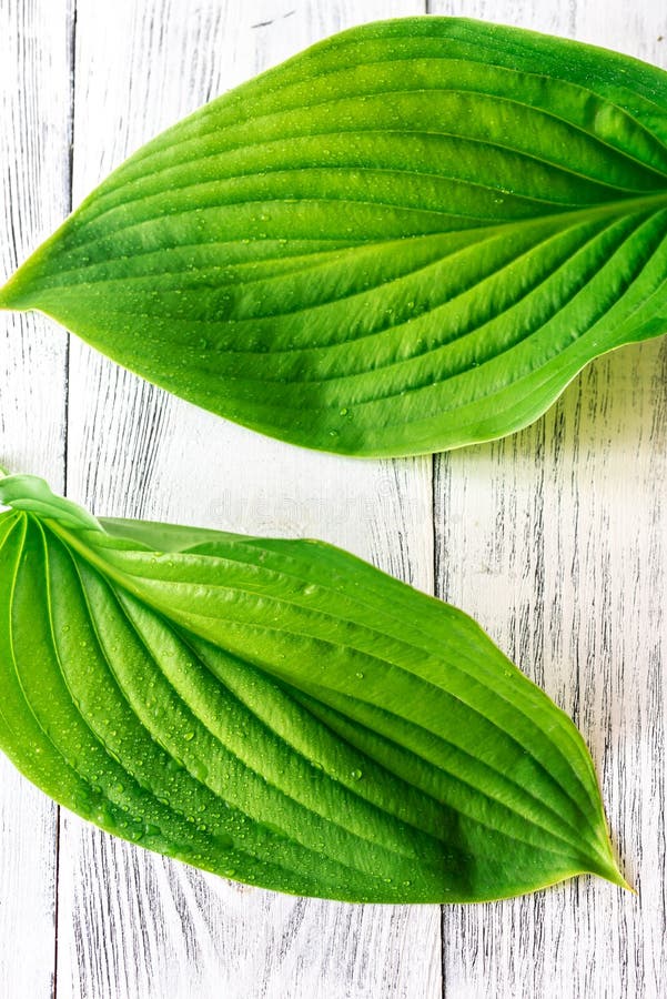 Two green leaves stock image. Image of green, valley - 149549905