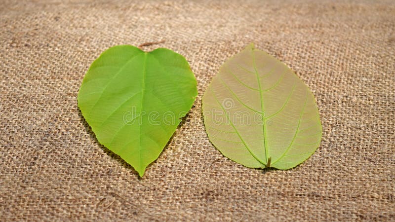 Two Green Leaves on Golden Background Stock Photo - Image of bangladesh ...