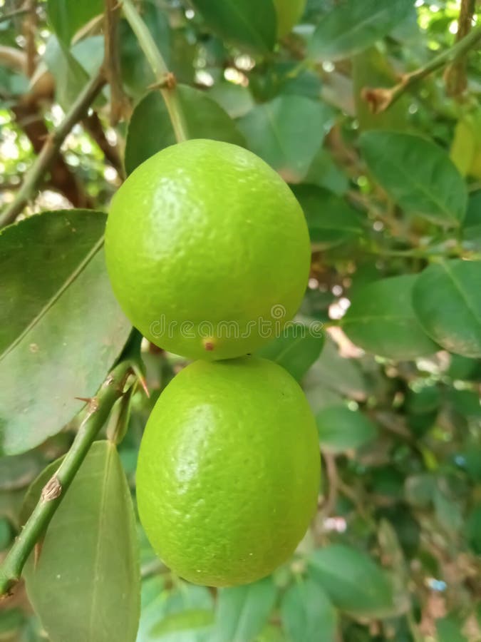 Two Green Lemon Fruits in the Garden Stock Photo - Image of gard ...