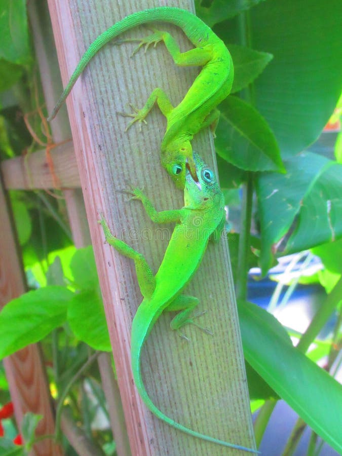 Two Green Lizards Fight Holding Their Mouths Stock Image - Image of ...