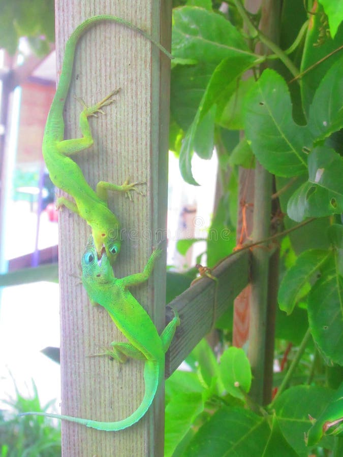 Two Green Lizards Look at Each Other Stock Image - Image of mouth, eyes ...