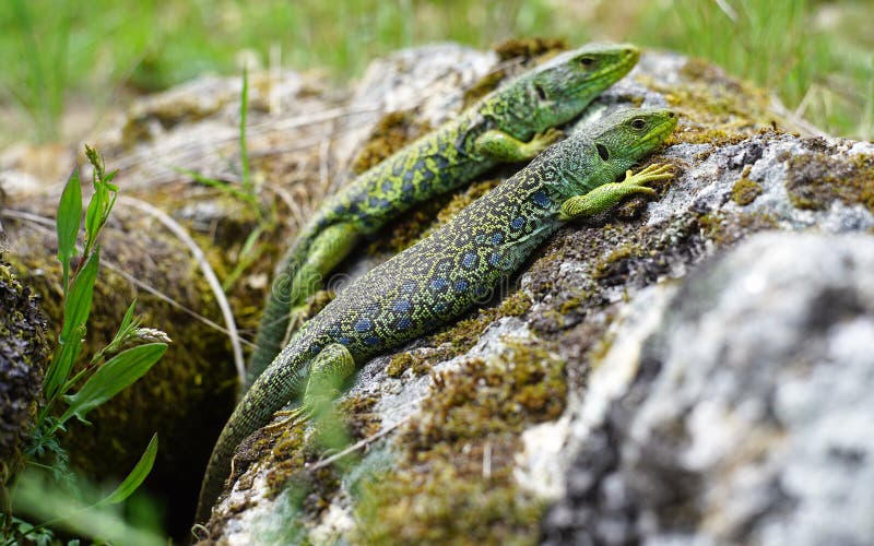 Two Green Lizards on a Stone. Stock Photo - Image of close, eyes: 241339486