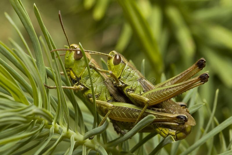Two green locust stock photo. Image of body, close, green - 15946348