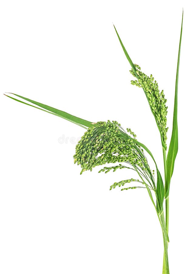 Two Green Millet Spikelets Isolated on White Background. Millet Ears ...