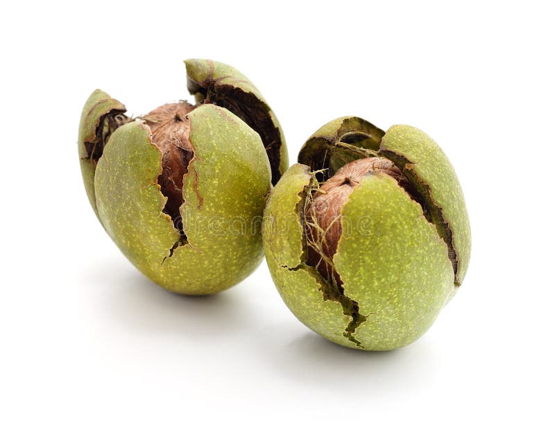 Two green nuts stock image. Image of broken, isolated - 178413577