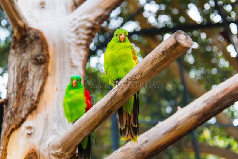 Two green parrots stock image. Image of colorful, wildlife - 31943203