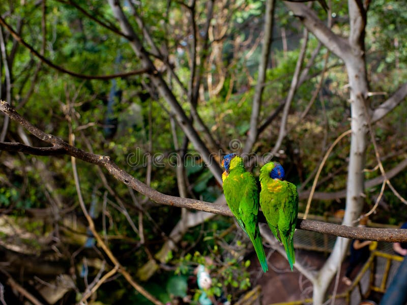 Two Green Parrots Sit on a Tree Branch. Stock Image - Image of yellow ...