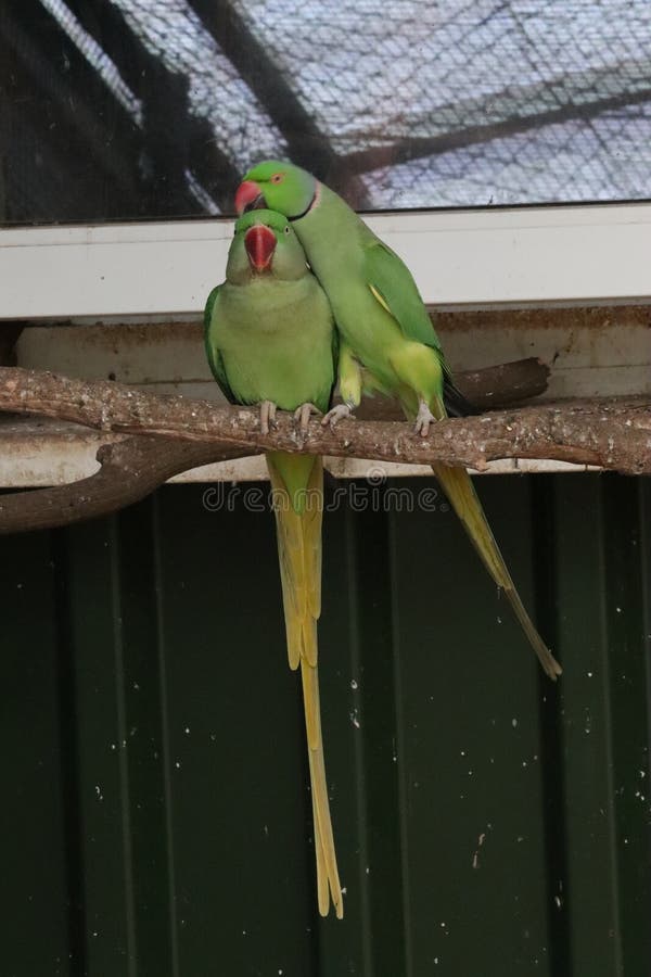 Two Green Parrots in a Cage Stock Image - Image of neckband, beak ...