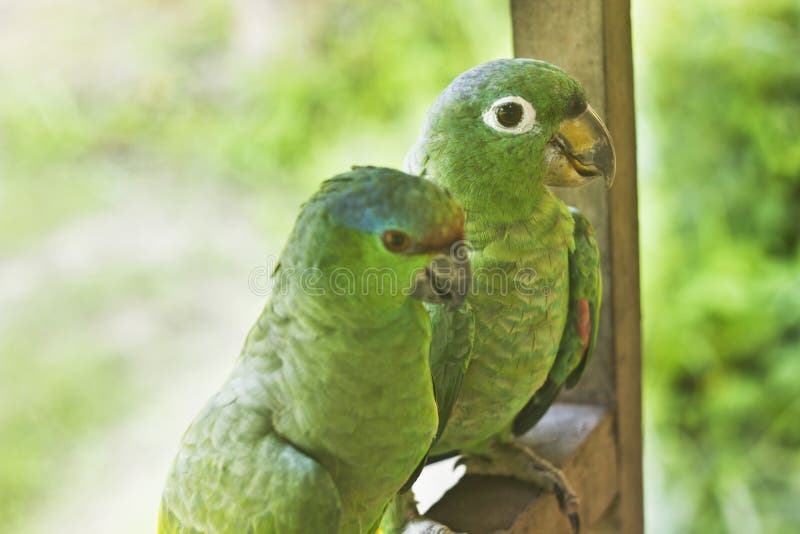 Two green parrots sitting stock image. Image of feather - 71761671