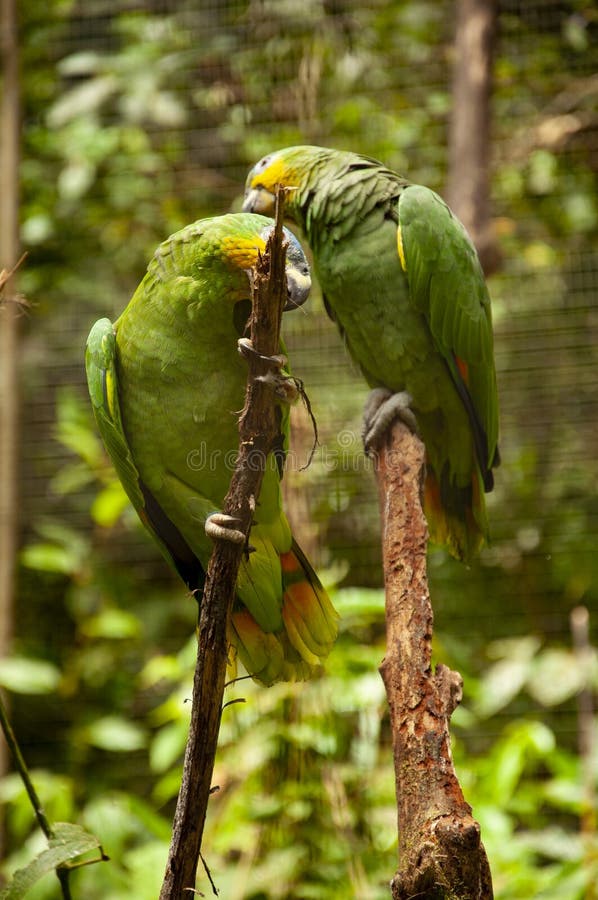 Green parrots on tree stock photo. Image of leaves, colorful - 83079552