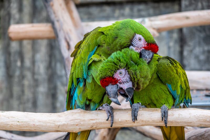 Parrots Hugging on Tree stock photo. Image of parrots - 95648694