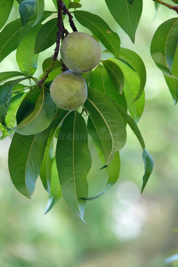Green peaches stock photo. Image of leaf, eating, peach - 186966920