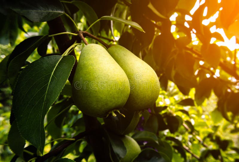 Two Green Pears Hang on a Tree in the Sun Stock Photo - Image of ...