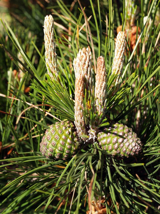 Old Rind of Red Spruce Tree Stock Photo - Image of forest, spruce: 20807880