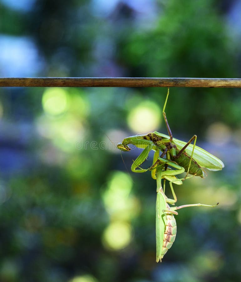 Two Green Praying Mantis Fighting on a Branch Stock Photo - Image of ...