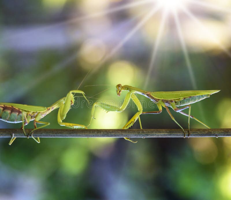 Two Green Praying Mantis Fighting On A Branch Stock Image - Image of ...