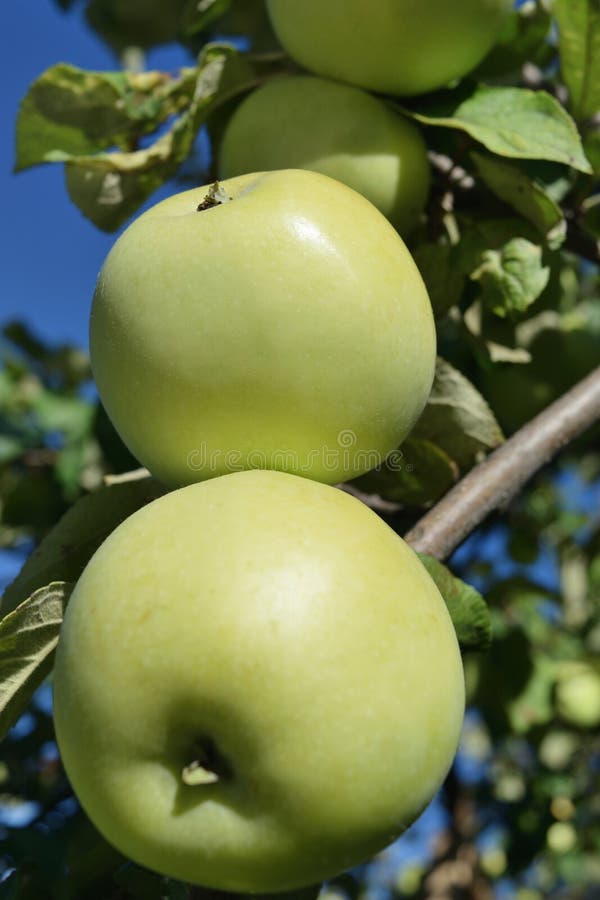 Two Green Ripe Apples on a Tree Branch Closeup Stock Photo - Image of ...