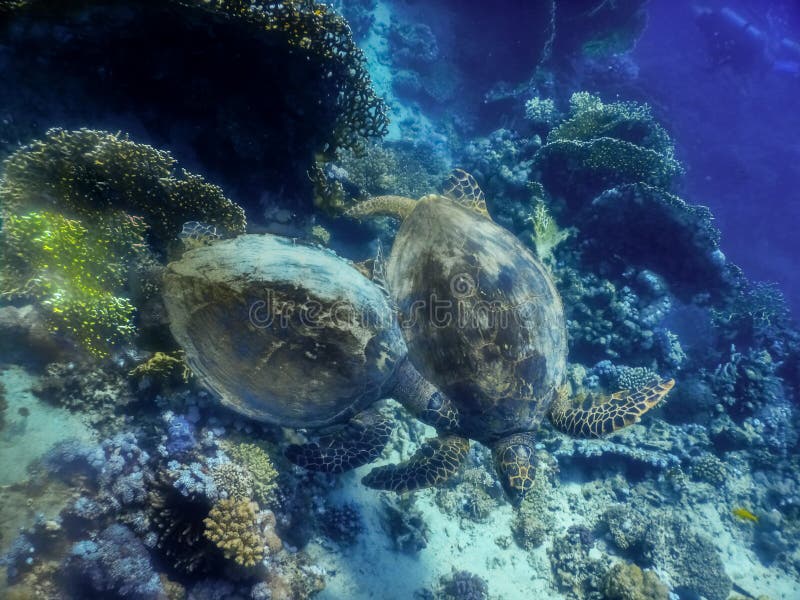 Two Green Sea Turtle Playing Over the Seabed in the Red Sea Stock Photo ...