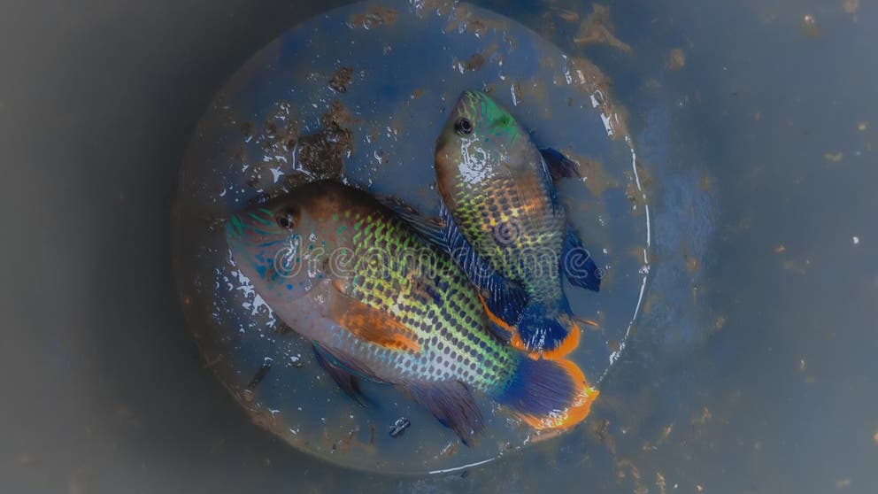 Two green terror fish stock image. Image of fish, reef - 285871721