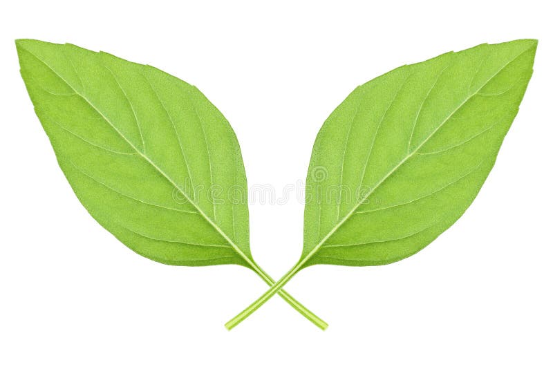 Two Green Thyme Leaves Isolated on White Stock Image - Image of leaf ...