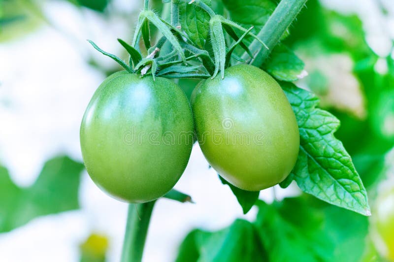 Two green tomatoes natural stock photo. Image of salad - 44911064