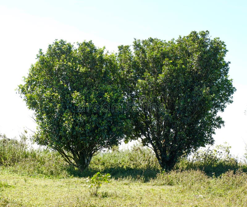 Two green tree stock image. Image of environment, white - 83171001