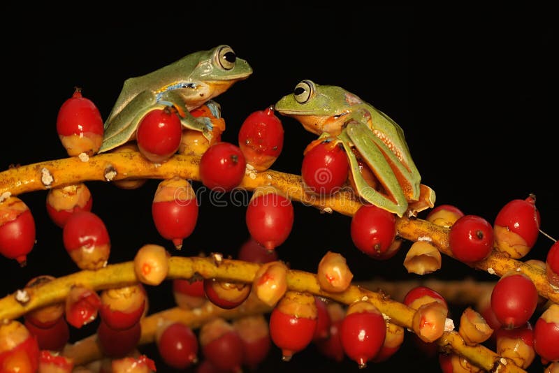 Two Green Tree Frogs are Hunting for Prey in a Group of Palms. Stock ...