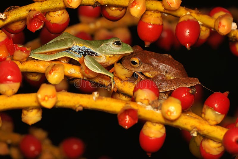 Two Green Tree Frogs are Hunting for Prey in a Group of Palms. Stock ...