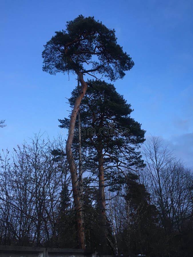 Two Green Tree Tops Pine Trees Fir Trees Stock Photo - Image of scenic ...