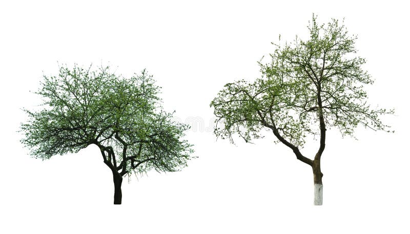 Two green trees stock photo. Image of spring, white, season - 18711880