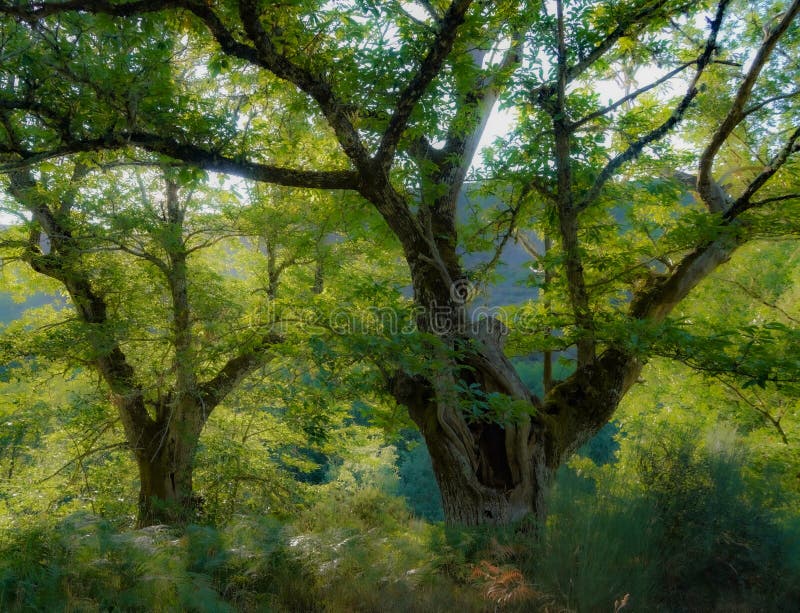 Two Green Trees Illuminated from Behind by the Sun of a Galician Forest ...