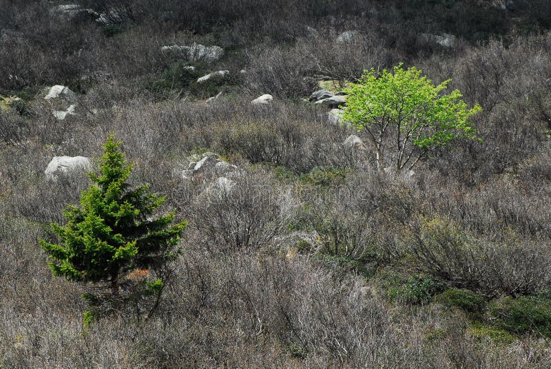 Two Green Trees in a Monochromatic Background Stock Photo - Image of ...