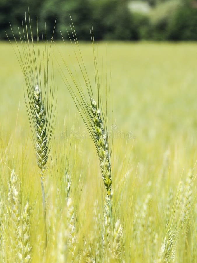 Two Green Unripe Wheat Ears. Stock Photo - Image of beauty, closeup ...
