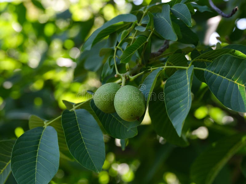 Two Green Walnuts Growing on the Tree Stock Photo - Image of branch ...