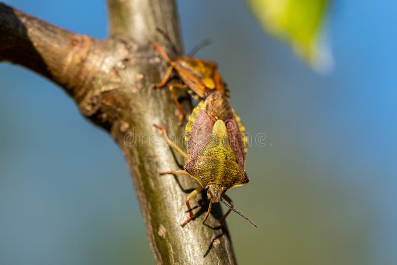 Stink Bug, Mating Insects. Firebug. Red and Black Striped Stink Bug ...