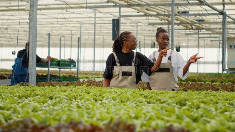 Two Greenhouse Workers Standing between Rows of Lettuce Crops Talking ...