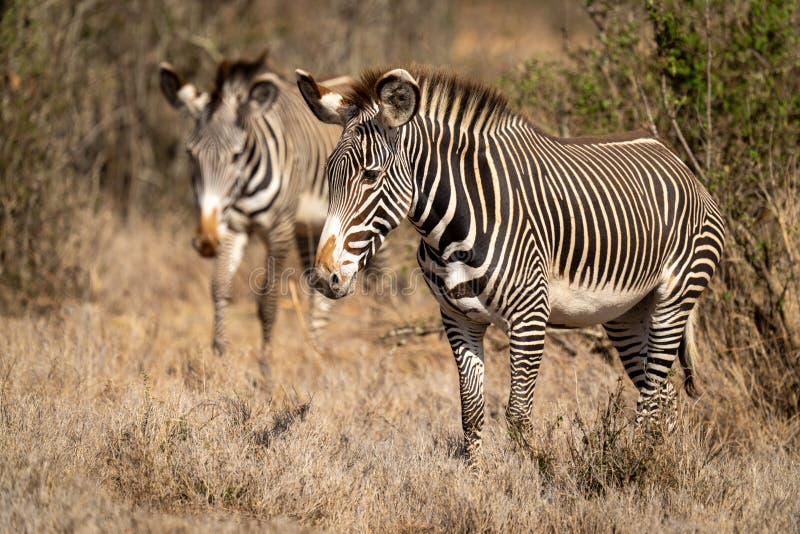 Two Grevy Zebra Cross Savannah in Sunshine Stock Photo - Image of ...