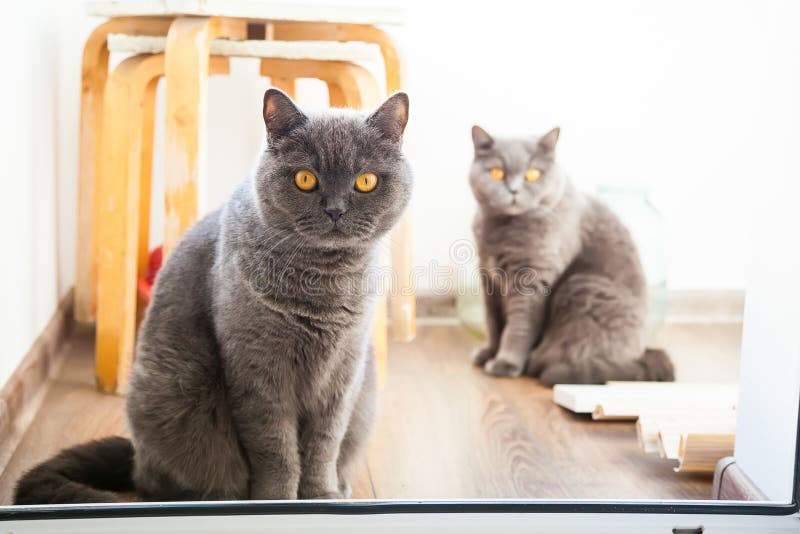 Two grey british cats stock image. Image of looking, grey - 53096567