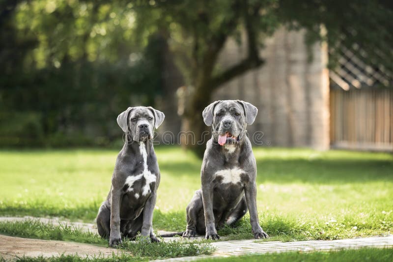 Two Grey Cane Corso Dogs Sitting in the Backyard Together Stock Photo ...