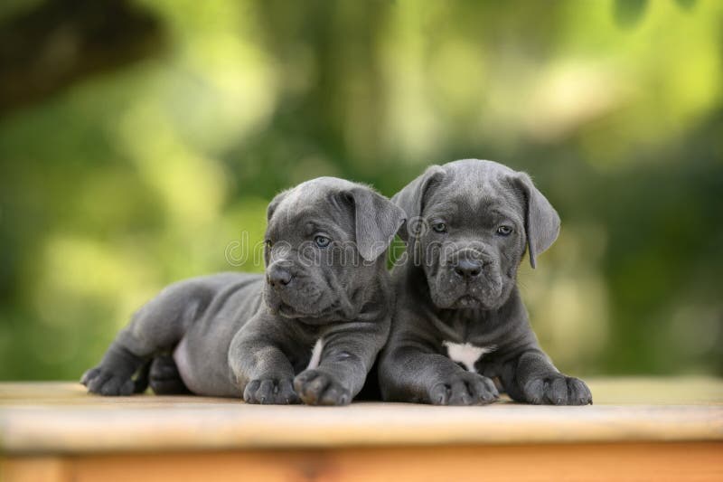 Two Grey Cane Corso Puppies Lying Together Outdoors Stock Image - Image ...