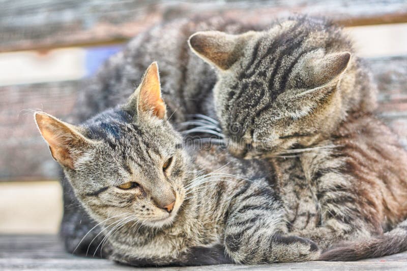 Two grey cats stock image. Image of breed, smoke, beautiful - 94744289