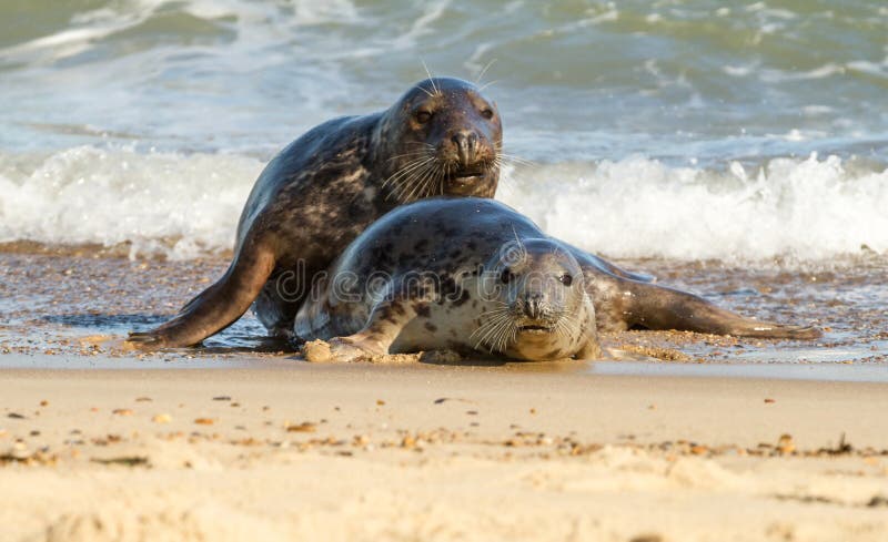 Two Grey Common Seal on Beach Playing Stock Photo - Image of colony ...