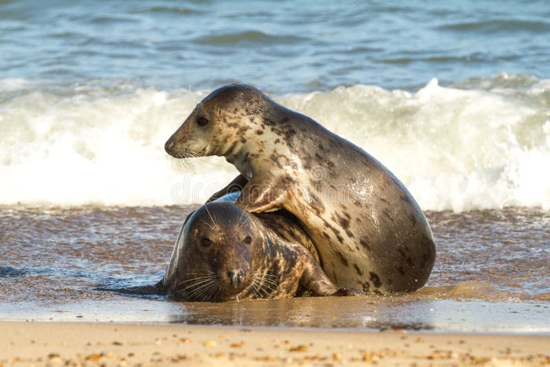 Two Grey Common Seal on Beach Playing Stock Photo - Image of horsehead ...