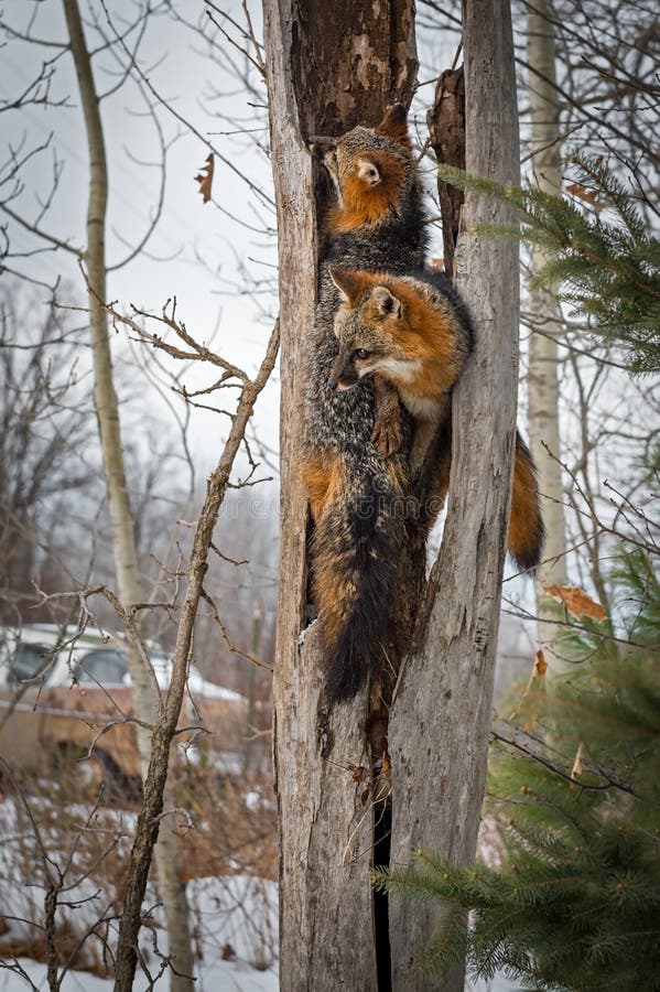 Two Grey Fox Urocyon Cinereoargenteus in Split Tree Winter Stock Image ...