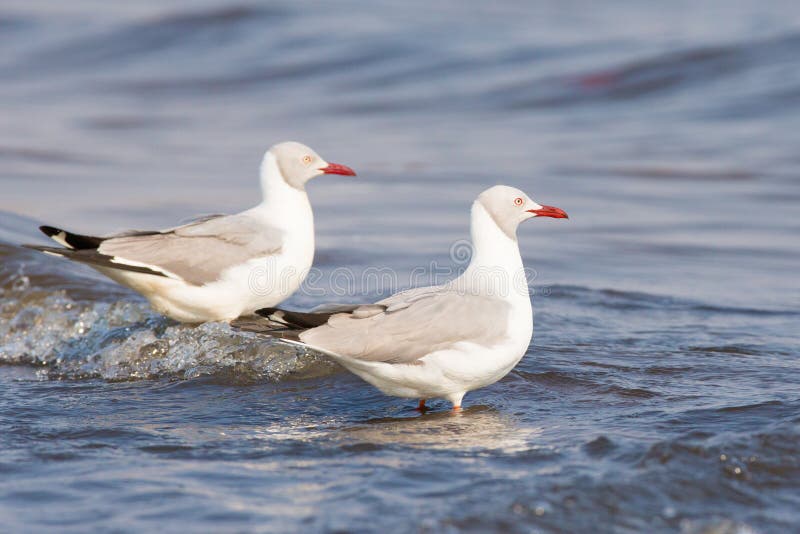 Two Grey Headed Gull Standing in Waves Stock Image - Image of choebe ...